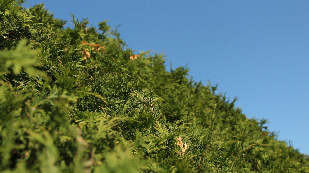 Cèdre Noir ou Cèdre Blanc : Quel Type de Cèdre Choisir pour Votre Haie ...