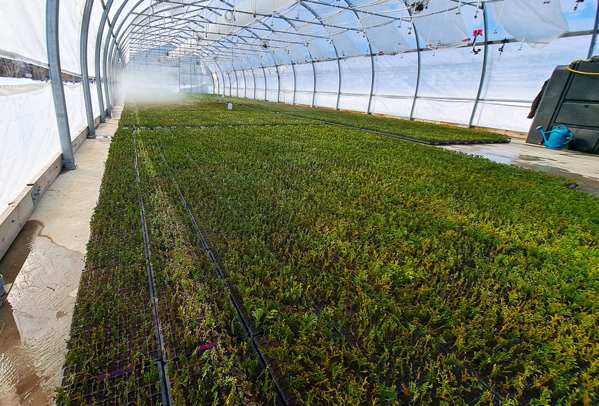 Cèdres blancs Thuya Occidentalis et Cèdres noirs (Thuya Nigra) cultivés ...