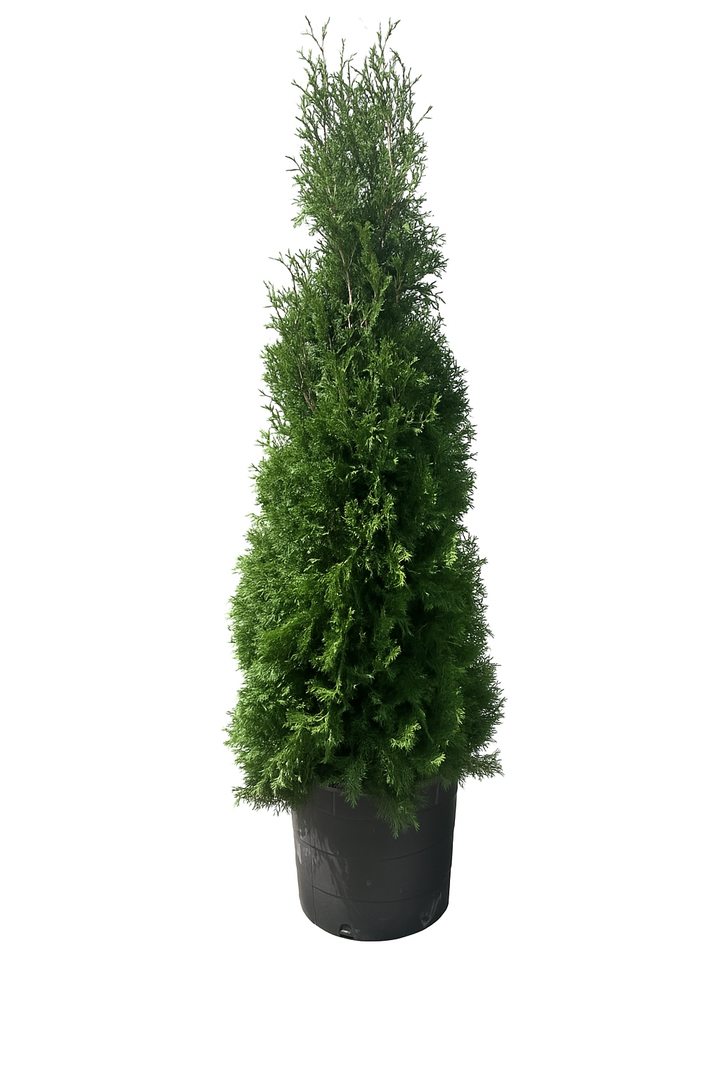 Cèdres Brandon du Québec – Cèdres ALTO
