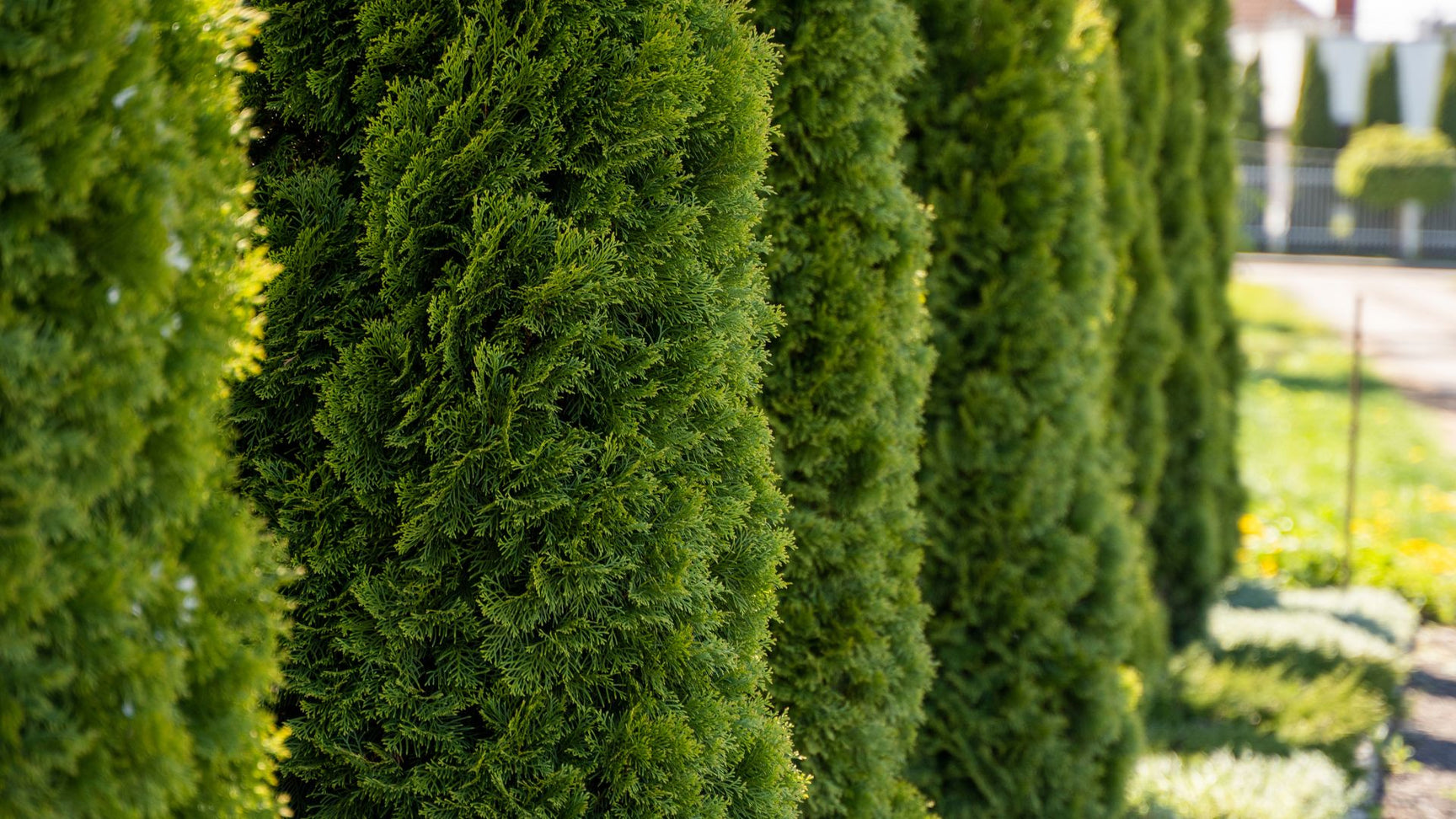 Producteur de Cèdres à Haie de Qualité Supérieure Cultivés au Québec ...