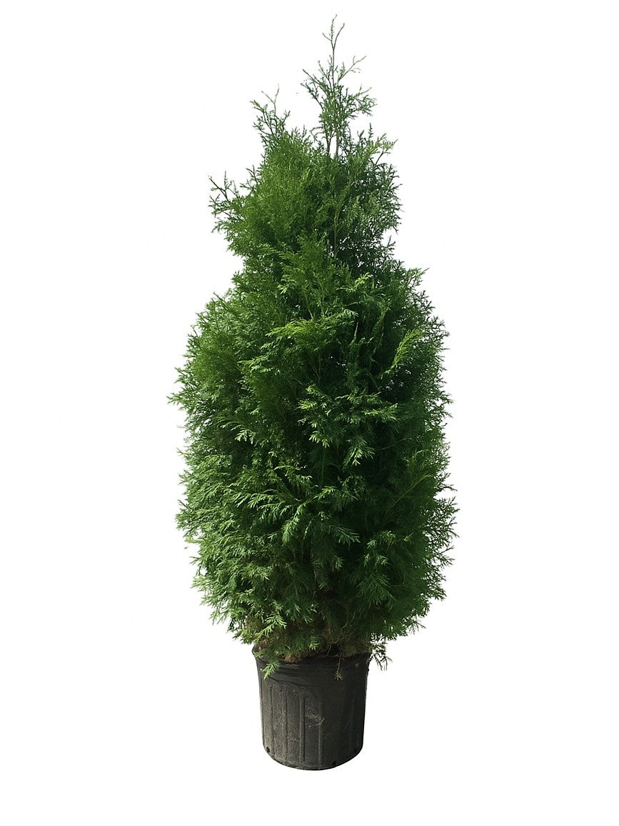 Producteur de Cèdres à Haie de Qualité Supérieure Cultivés au Québec ...